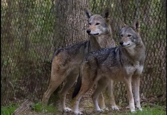 West Kentucky Star - Home