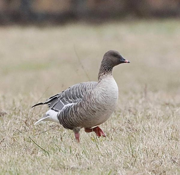 West Kentucky Star - News